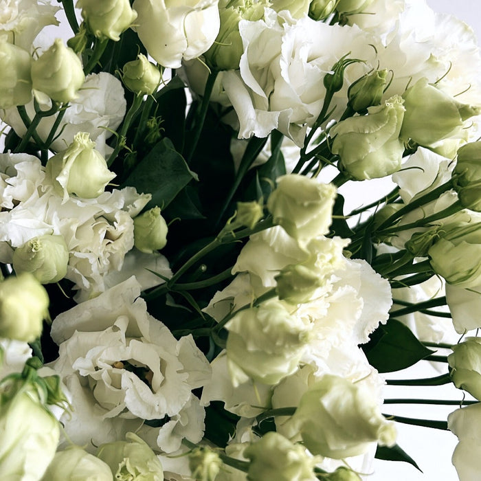 White Lisianthus Flowers - FlowerFix