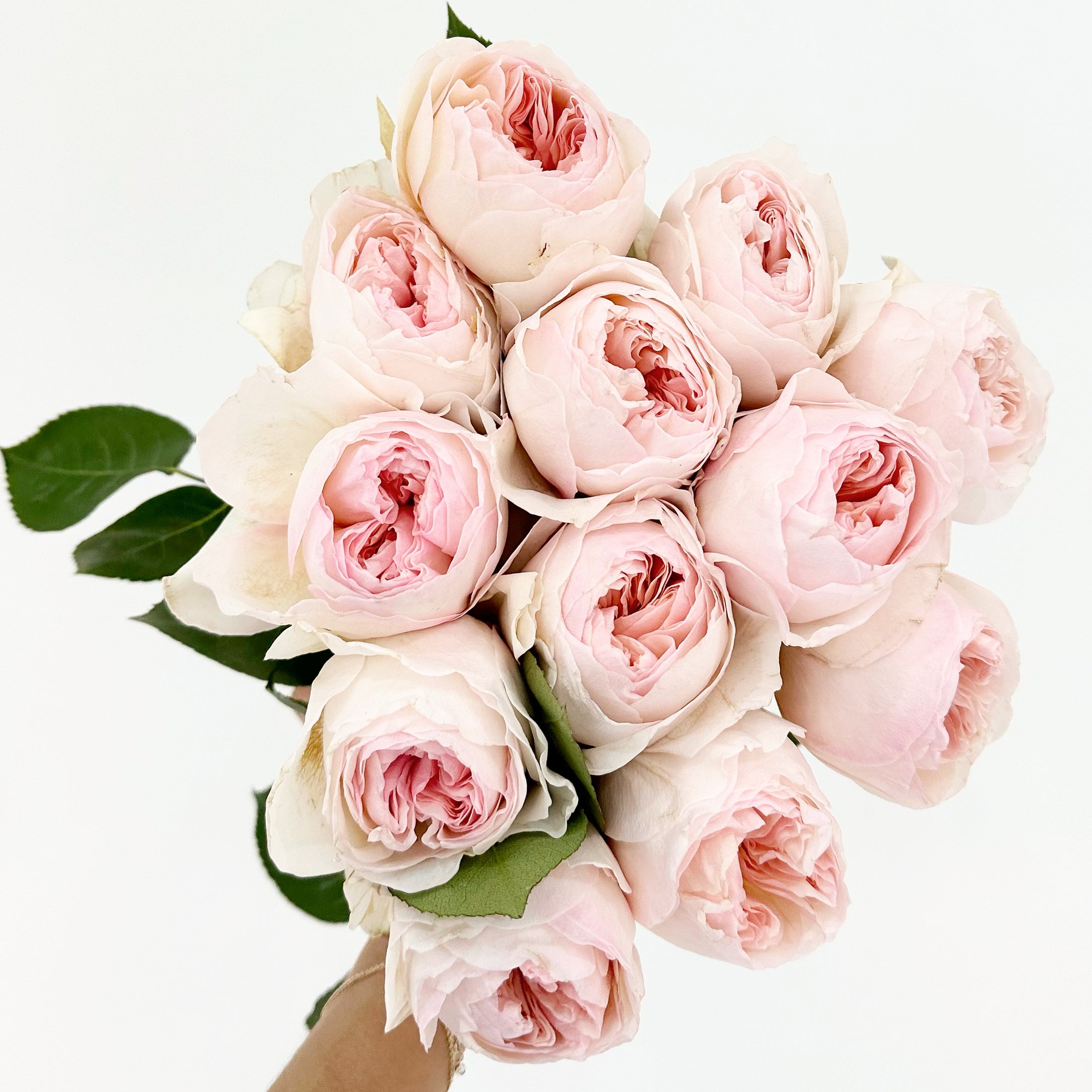 Luxury Roses by Post | Garden Rose Delivery | FlowerFix